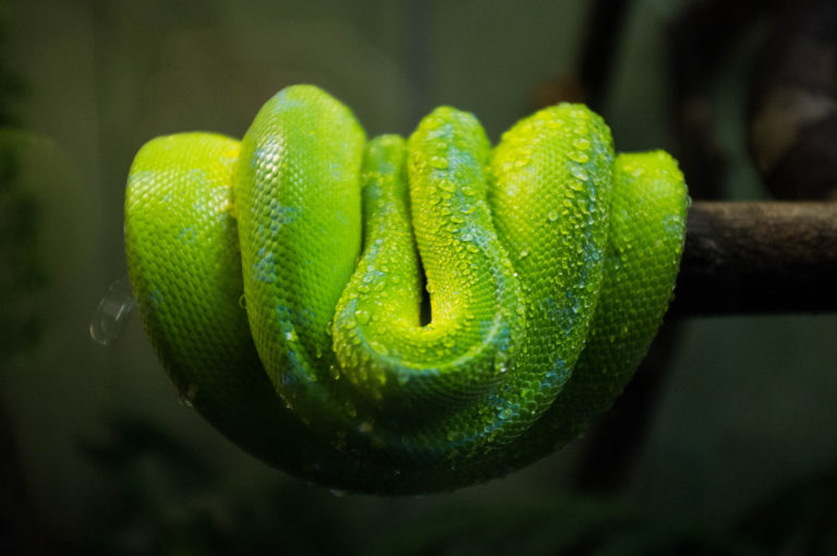 Poem: Snakes and Ladders - Lusaka Star